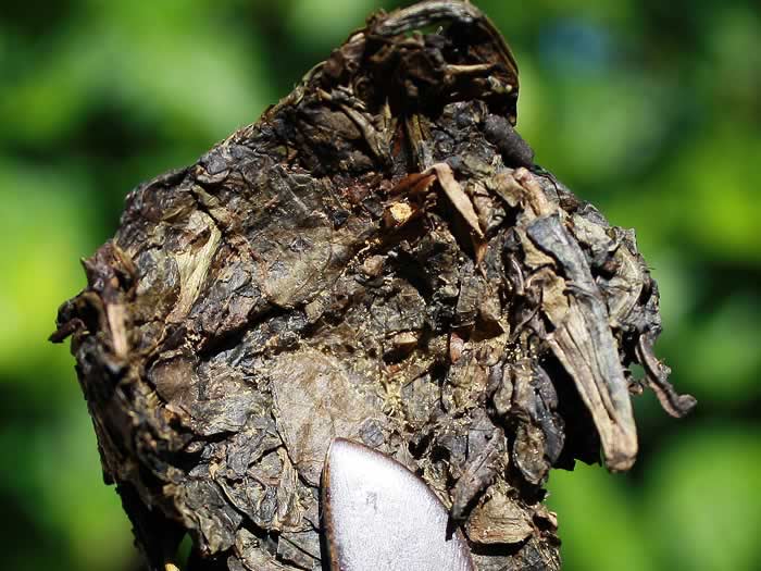 Buy Fu Brick Wild harvest | Fuzhuan tea | Valley Green Tea